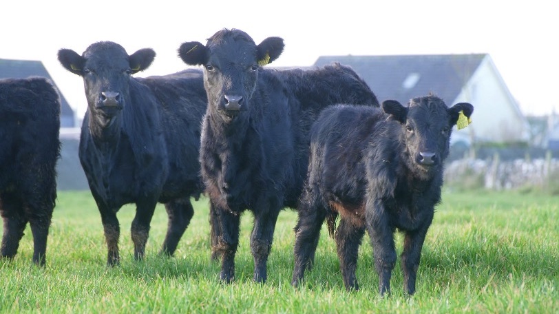Ballyloughane's Dexter cows: Galway’s new biodiversity champions